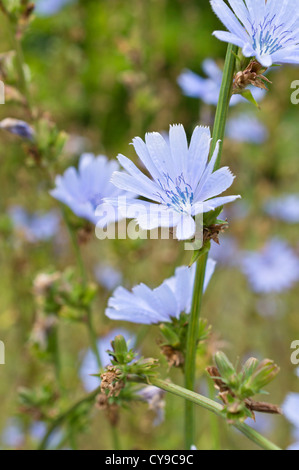 flowering blue chicory plant, cichorium intybus flower Stock Photo - Alamy