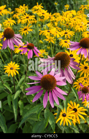 Purple coneflower, Echinacea purpurea Magnus in overgrowing garden ...