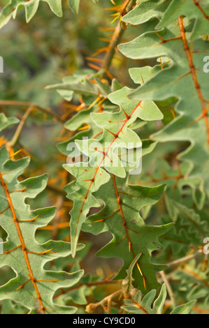 Thorny nightshade, Porcupine tomato (Solanum pyracanthum), blooming ...