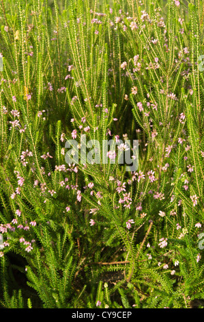 Corsican heath (Erica terminalis) is a species of flowering plant in ...