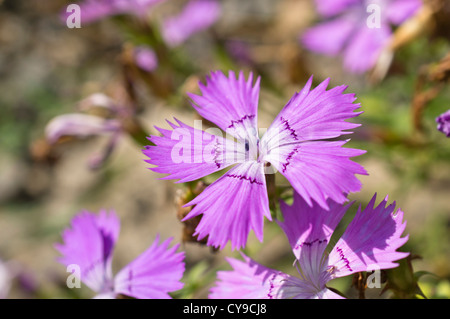 Dianthus (Dianthus amurensis Stock Photo - Alamy