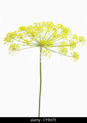 dill umbrella with yellow flowers on a green background Garden Flower ...