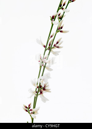 White Broom, Bridal Broom, White weeping broom (Retama raetam ...