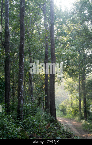 Pathway amid trees Stock Photo - Alamy
