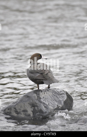 A blue duck (Hymenolaimus malacorhynchos) on a rock near the water ...