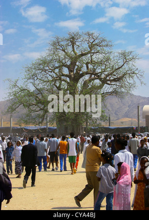 Baobab At Mariam Dearit, Keren, Eritrea Stock Photo - Alamy