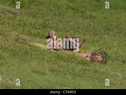 Man On Banana Trunk During Haka Pei Competition During Tapati Festival ...