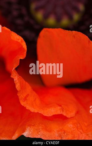 close up flowering parts of an oriental poppy Papaver orientale seed ...