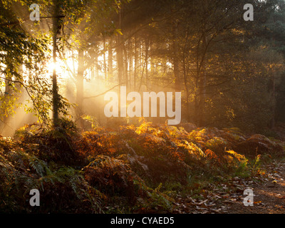 Landscape of warm light sun rays on sky through the clouds over the ...