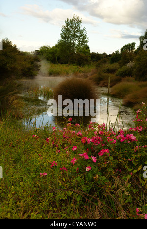 Tokaanu Hot Springs, North Island, New Zealand Stock Photo - Alamy