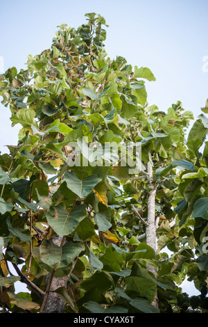 Teak trees canopy in the forest with clear blue sky background. Natural ...