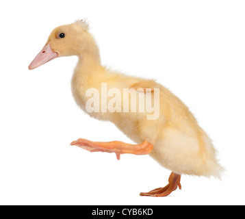 Fluffy yellow duckling, side view Stock Photo - Alamy