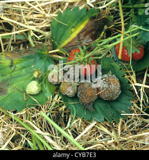 Grey mould (Botrytis cinerea) fungal infection on the stem of a sweet ...