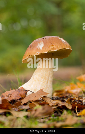 boletus edulis (penny bun Stock Photo - Alamy