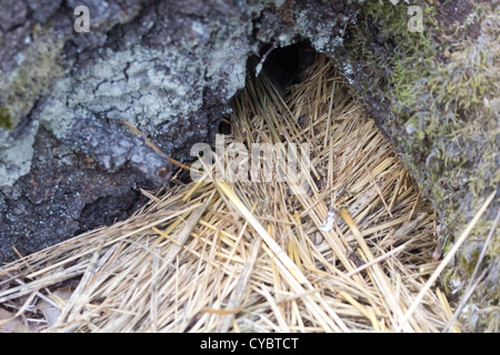 Vole burrow in tree stump with cut grasses outside entrance. Surrey, UK ...