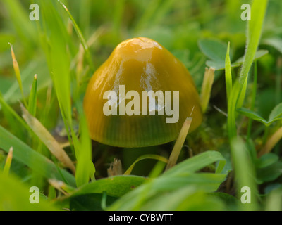 Parrot Toadstool or Parrot Waxcap (Hygrocybe psittacina Stock Photo - Alamy