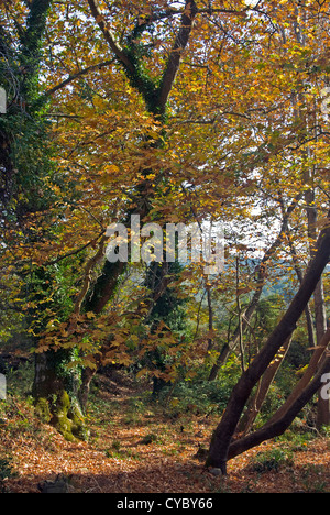 colorful colored autumn forest,format filling Stock Photo - Alamy