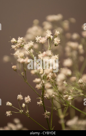 The closeup of gypsophila plants Stock Photo - Alamy