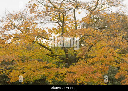 Autumn in Springfield Park London UK Stock Photo - Alamy