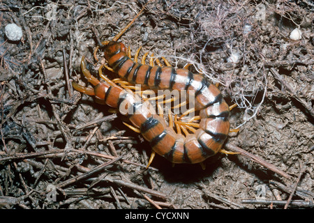 Megarian centipede (Scolopendra cingulata) large, Corfu, Greece Stock ...