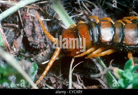 Megarian centipede (Scolopendra cingulata) large, Corfu, Greece Stock ...