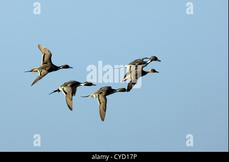 Northern pintail ducks (Anas acuta) flying in blue sky over green field ...