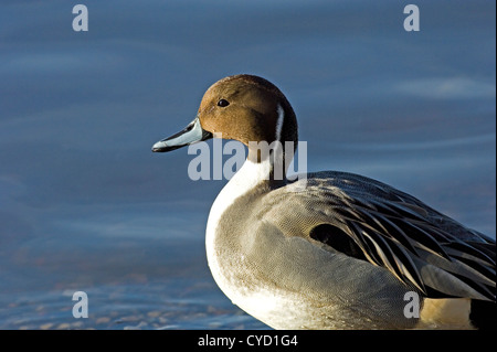 Wild, UK Northern pintail duck (Anas acuta) isolated in midair flight, flying over water Stock ...