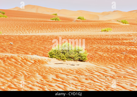 Texture of sand dune and dry bushes in desert Stock Photo - Alamy