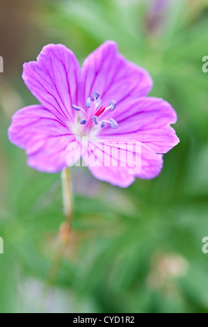 Geranium sanguineum 'Vision Violet' Stock Photo - Alamy