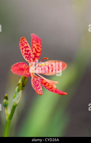 Leopard lily (Belamcanda chinensis) flowers on white background Stock ...