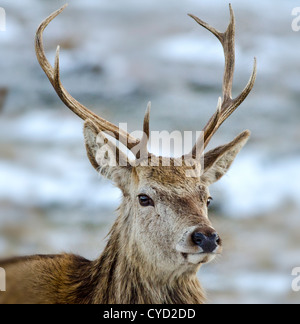 highland red stags Stock Photo - Alamy