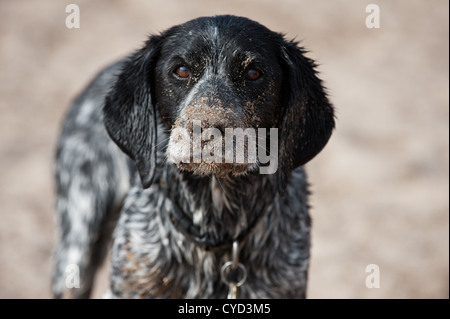 A Bluetick Coonhound / German Shorthair Pointer mix hunting dog Stock ...