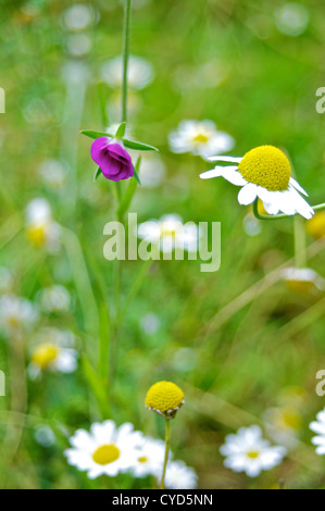 White Corn Cockle Agrostemma githago 'Ocean Pearl' Stock Photo - Alamy