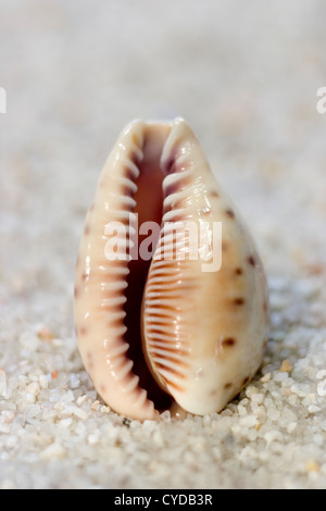 Cowrie shell on the beach Stock Photo: 48531337 - Alamy