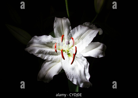 Asiatic Lilly open against a black background Stock Photo - Alamy