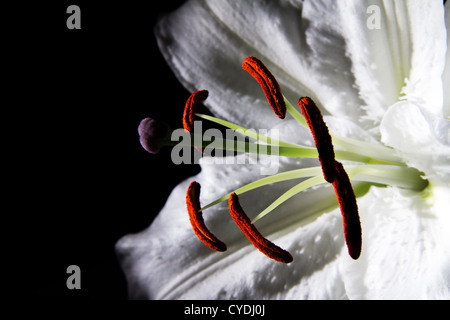 Asiatic Lilly open against a black background Stock Photo - Alamy