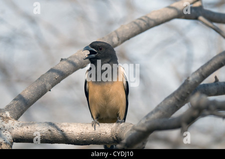 A Rufous treepie perched on a branch inside the jungle on the outskirts ...