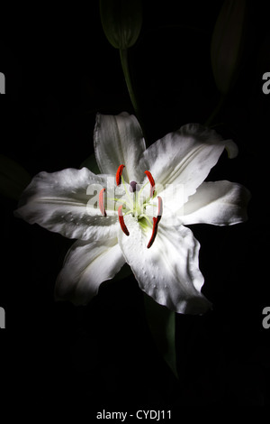 Asiatic Lilly open against a black background Stock Photo - Alamy