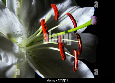 Asiatic Lilly open against a black background Stock Photo - Alamy