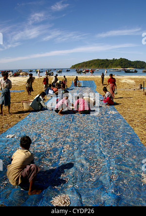Women Putting Dried Fish In Ngapali, Myanmar Stock Photo - Alamy