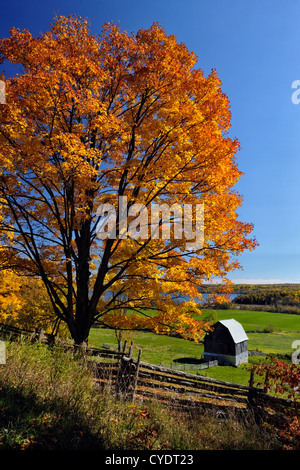Maple trees overlooking distant farm buildings, Manitoulin Is. Townline ...
