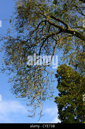 Ash tree, Britain, 2012 - a mature ash tree covered in ivy growing in a ...