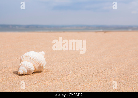 Beach scene of conch shells in Ambergris Caye, Belize, in the Caribbean ...