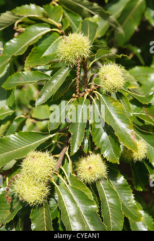 Chestnut tree with spiky green chestnuts photographed in Zürich ...
