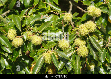 Chestnut tree with spiky green chestnuts photographed in Zürich ...