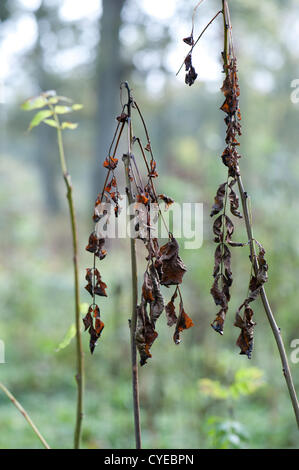Symptoms of chalara ash dieback (Hymenoscyphus fraxineus) on a small ...