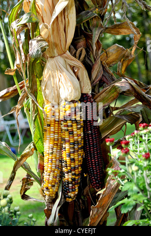Indian Corn in Fall on display at a the Union Square in New York, New ...