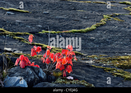 Autumn red maple sapling, Greater Sudbury, Ontario, Canada Stock Photo ...