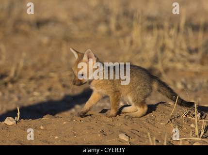 cape fox baby running Stock Photo - Alamy