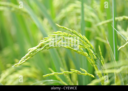 Close up of green paddy rice Stock Photo - Alamy